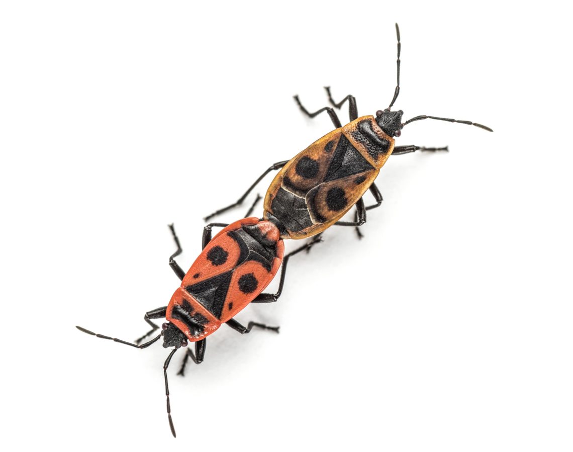 Kowal bezskrzydły – dlaczego warto go tolerować w swoim otoczeniu ...